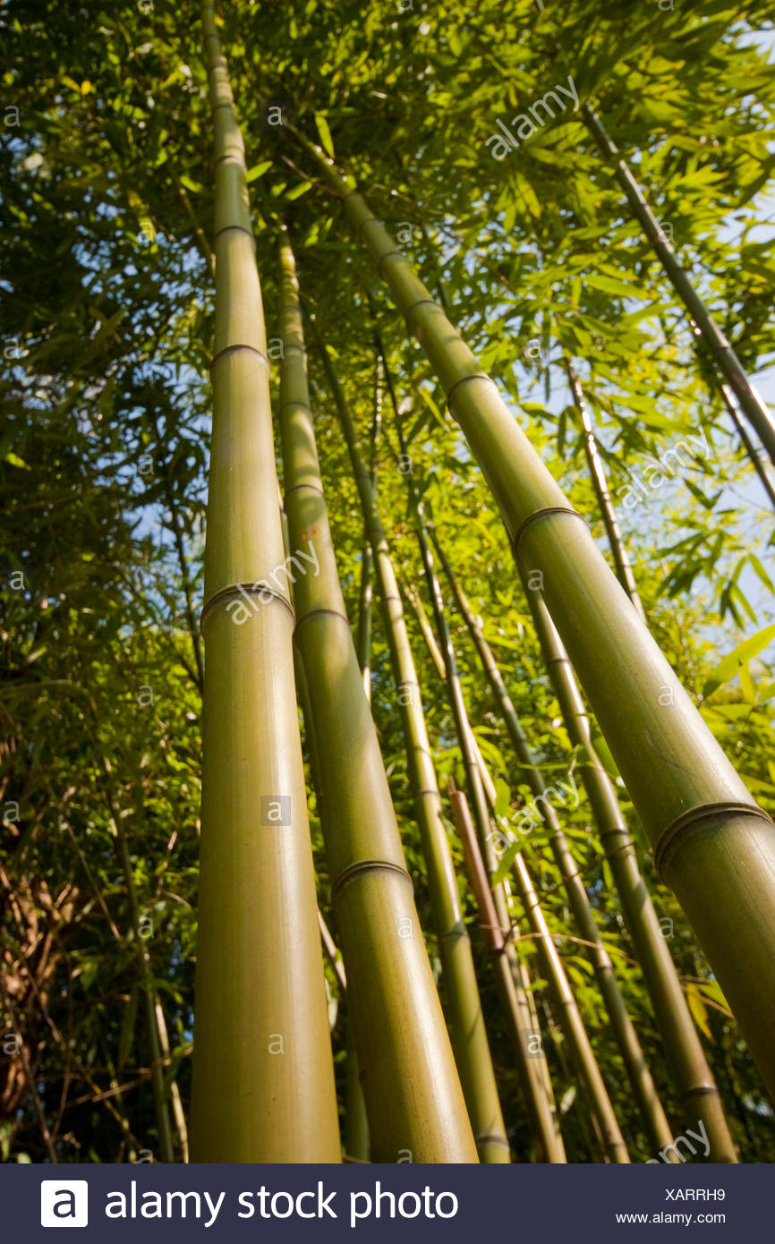 Timber Bamboo High Resolution Stock Photography and Images - Alamy