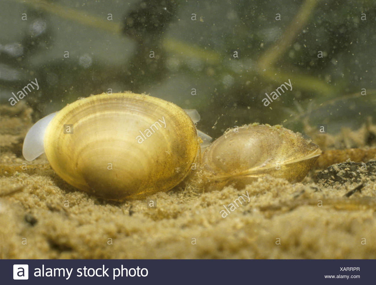 Sphaerium High Resolution Stock Photography and Images - Alamy