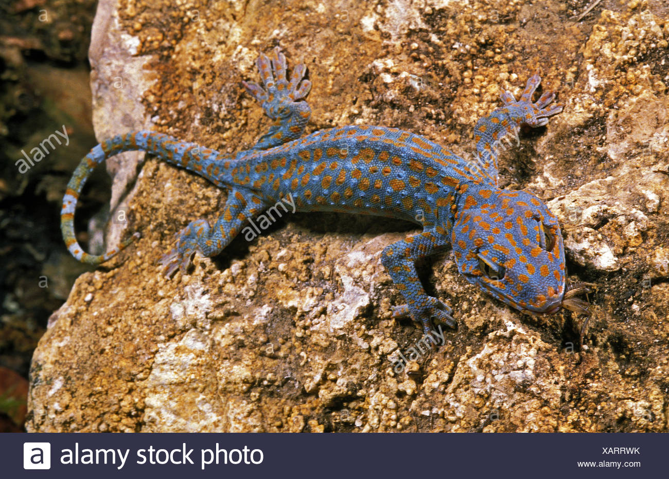 Tokay Geckos Gekko Gecko High Resolution Stock Photography and Images ...