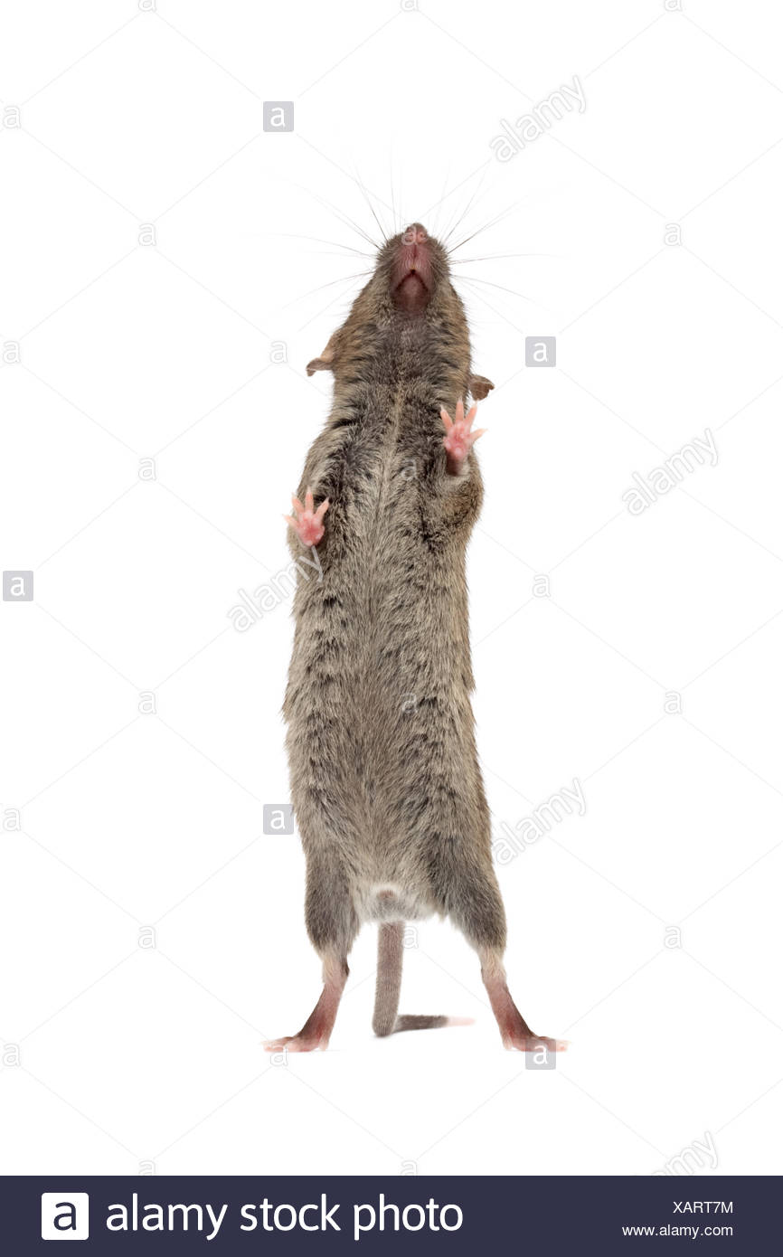 Mouse Rodent Standing High Resolution Stock Photography and Images - Alamy