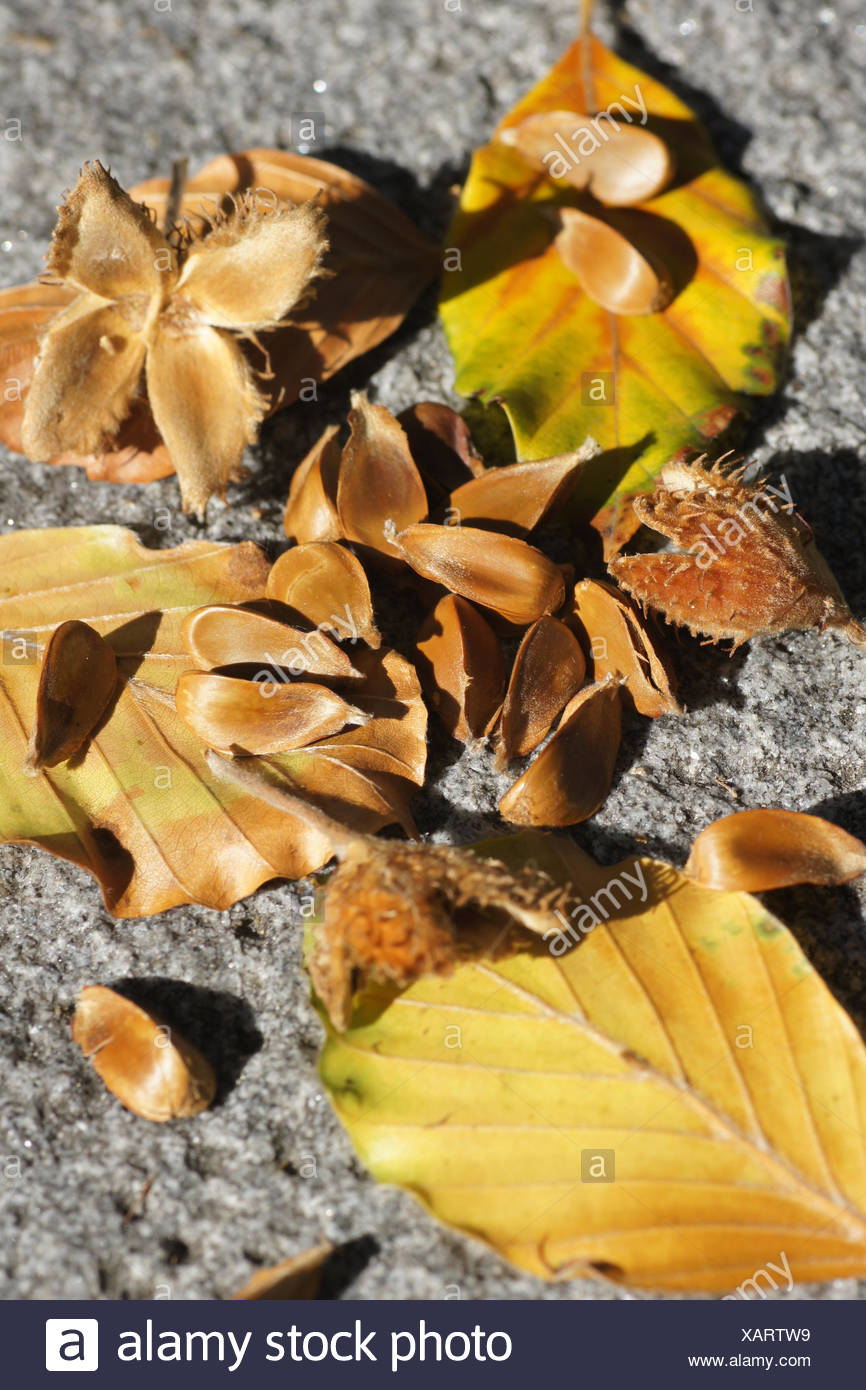 Beech Tree Seeds High Resolution Stock Photography and Images - Alamy