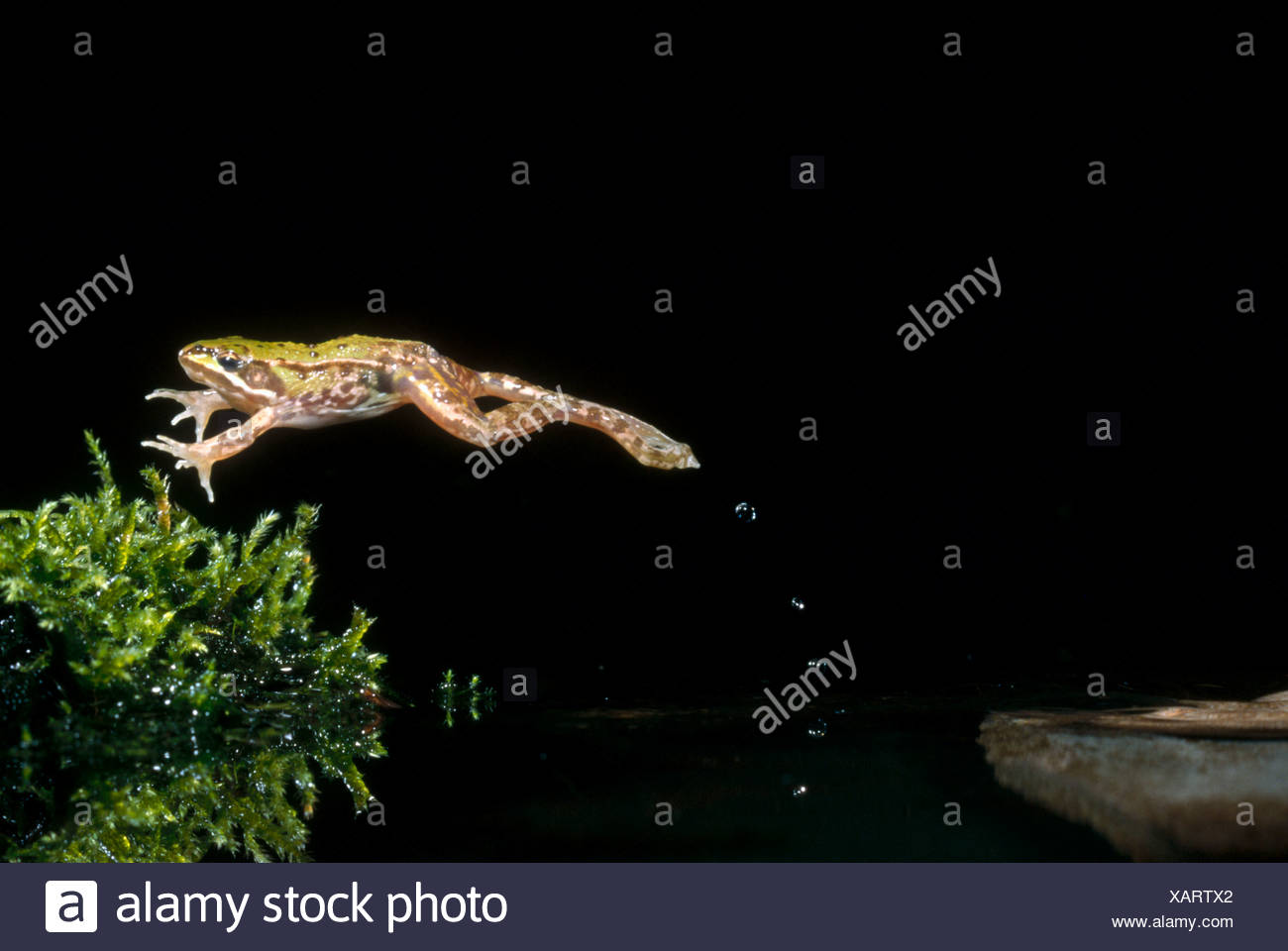 Frog Jumping Into Water High Resolution Stock Photography and Images ...