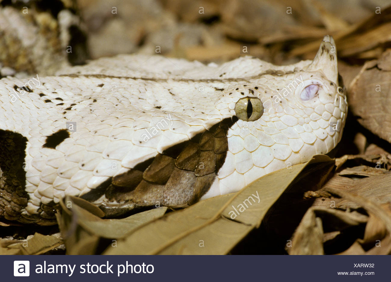 Bitis Gabonica Rhinoceros High Resolution Stock Photography and Images ...