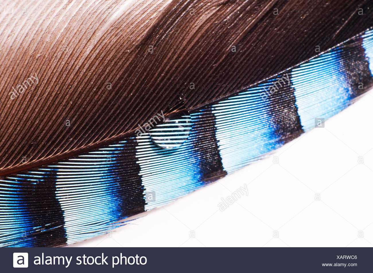 Blue Feather High Resolution Stock Photography and Images - Alamy