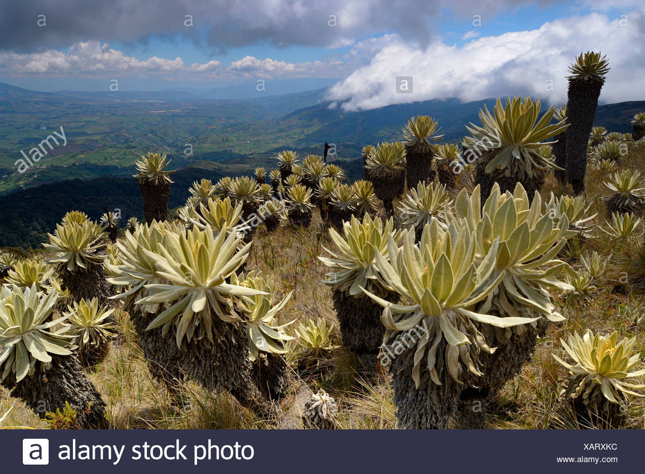 Frailejon Paramo High Resolution Stock Photography and Images - Alamy