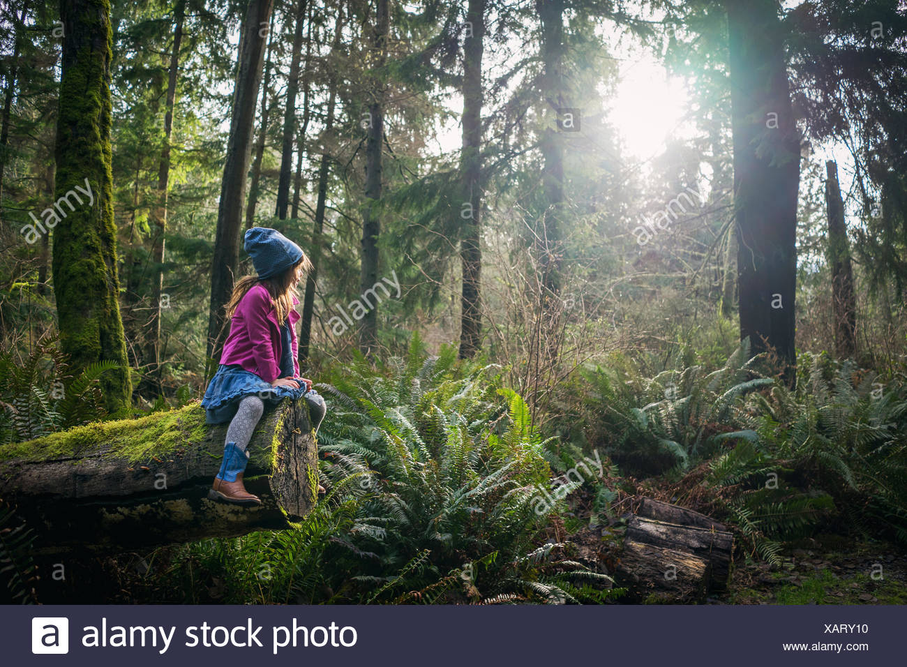Moss Covered Tree High Resolution Stock Photography and Images - Alamy