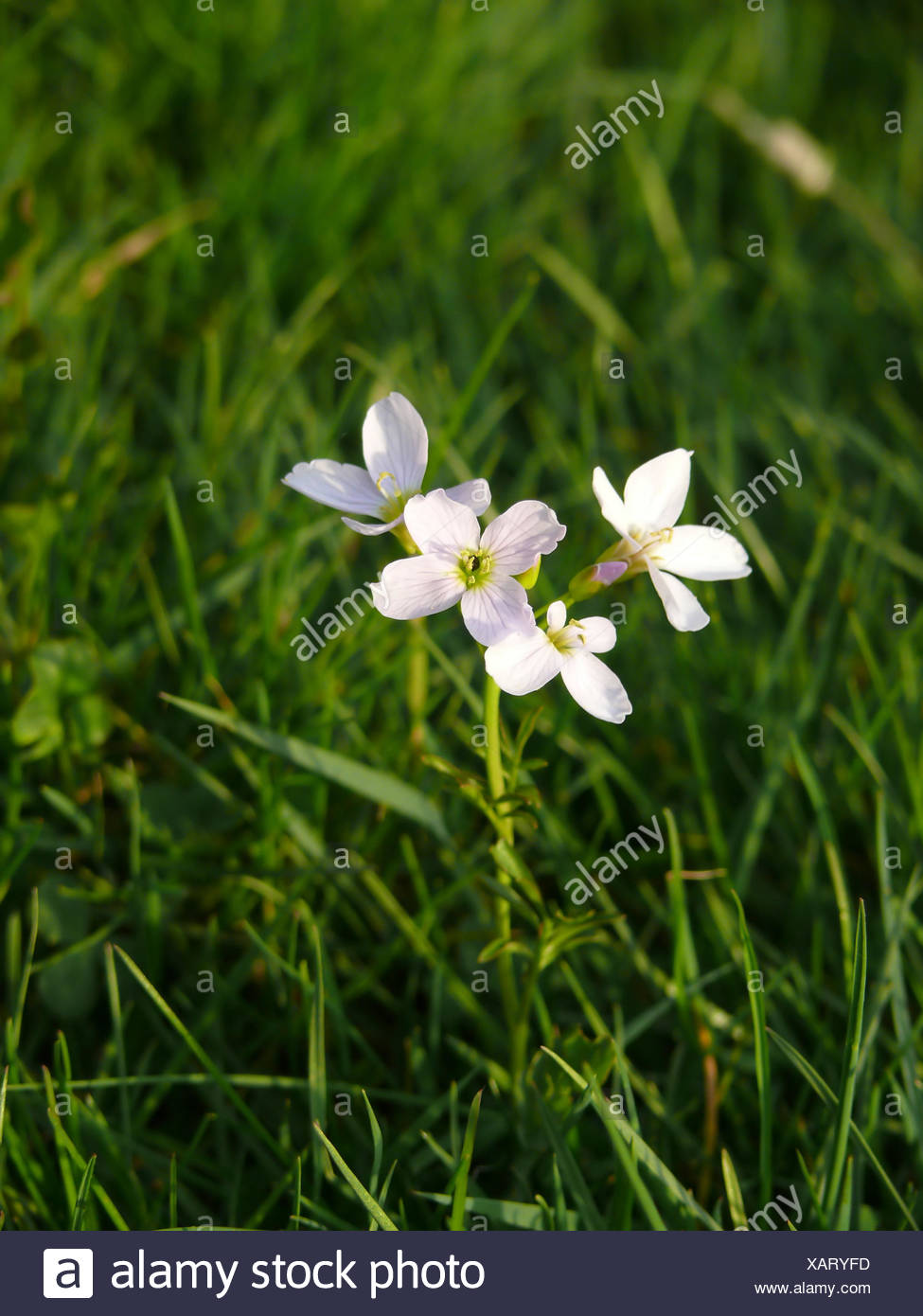 Meadowfoam High Resolution Stock Photography and Images - Alamy