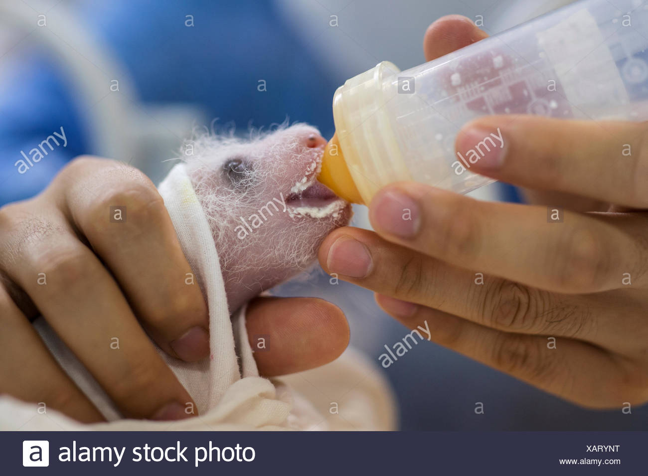 Human Breeding Stock Photos & Human Breeding Stock Images - Alamy