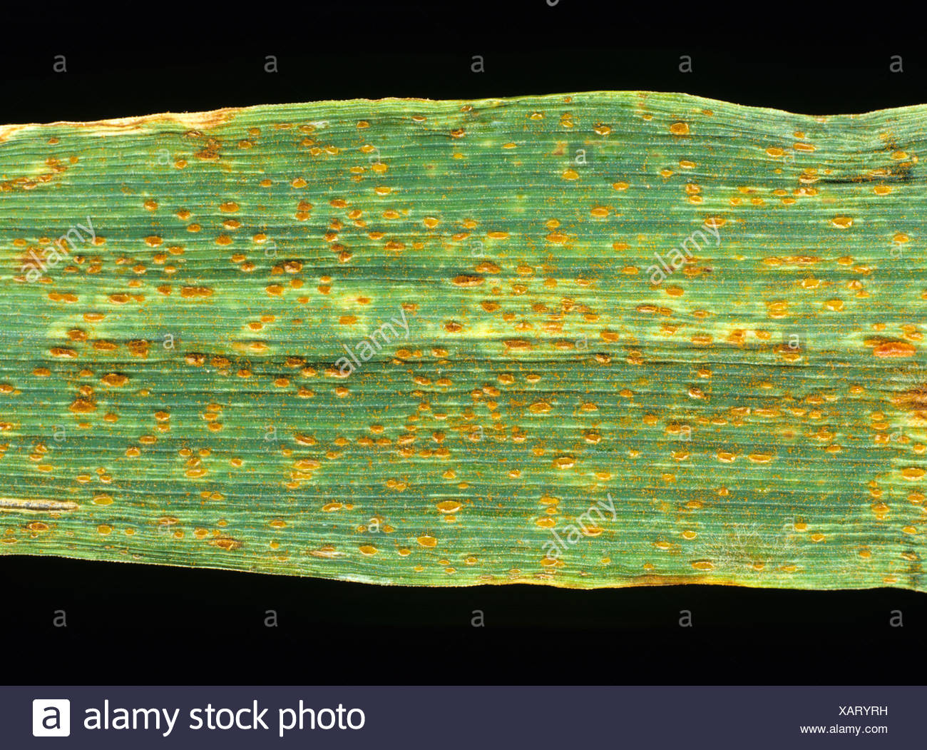 Puccinia Wheat High Resolution Stock Photography and Images - Alamy
