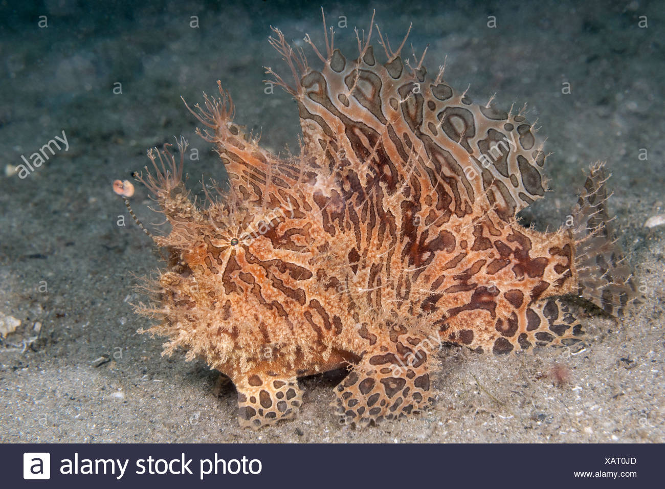 Antennarius Striatus High Resolution Stock Photography and Images - Alamy