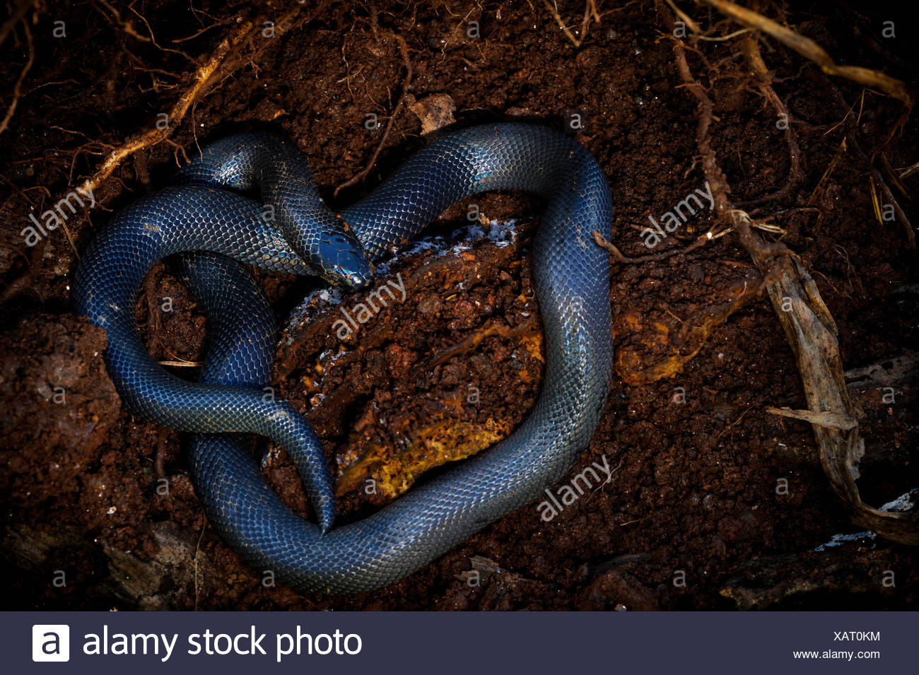 Atractaspis Stock Photos & Atractaspis Stock Images - Alamy