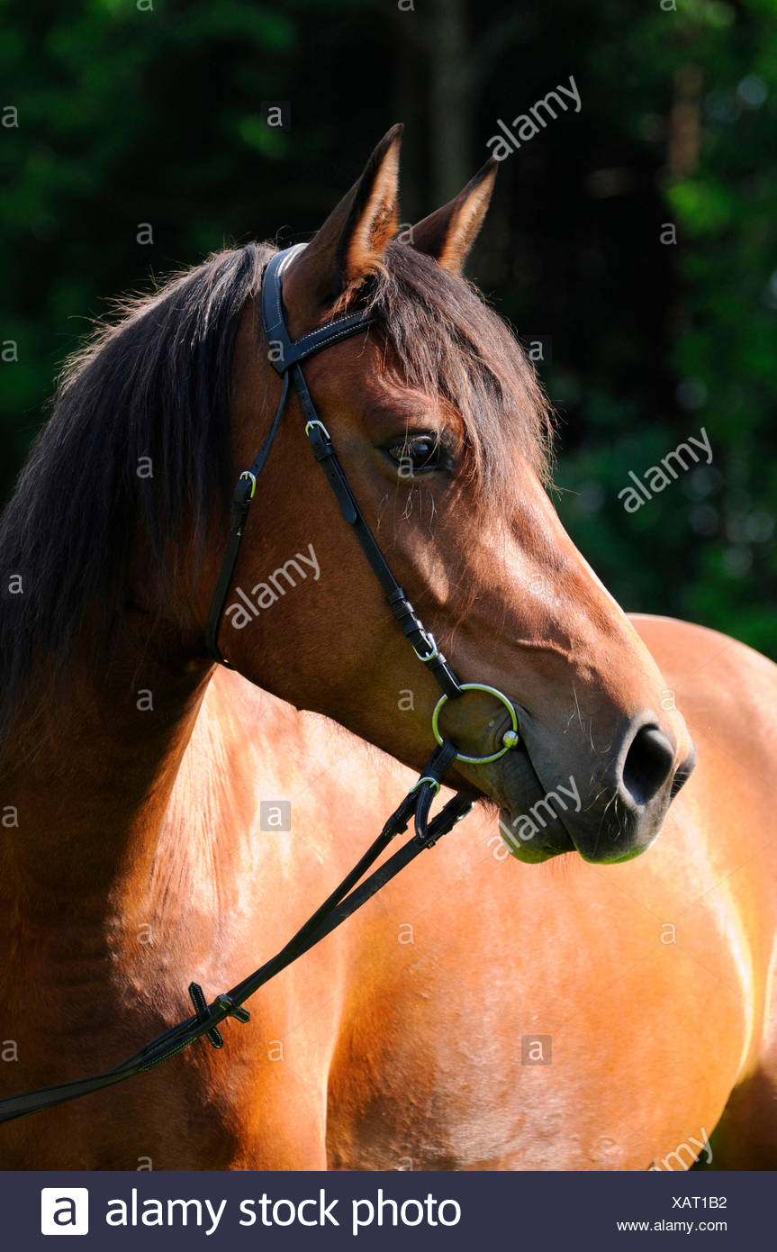 Pfalz Ardenner High Resolution Stock Photography and Images - Alamy