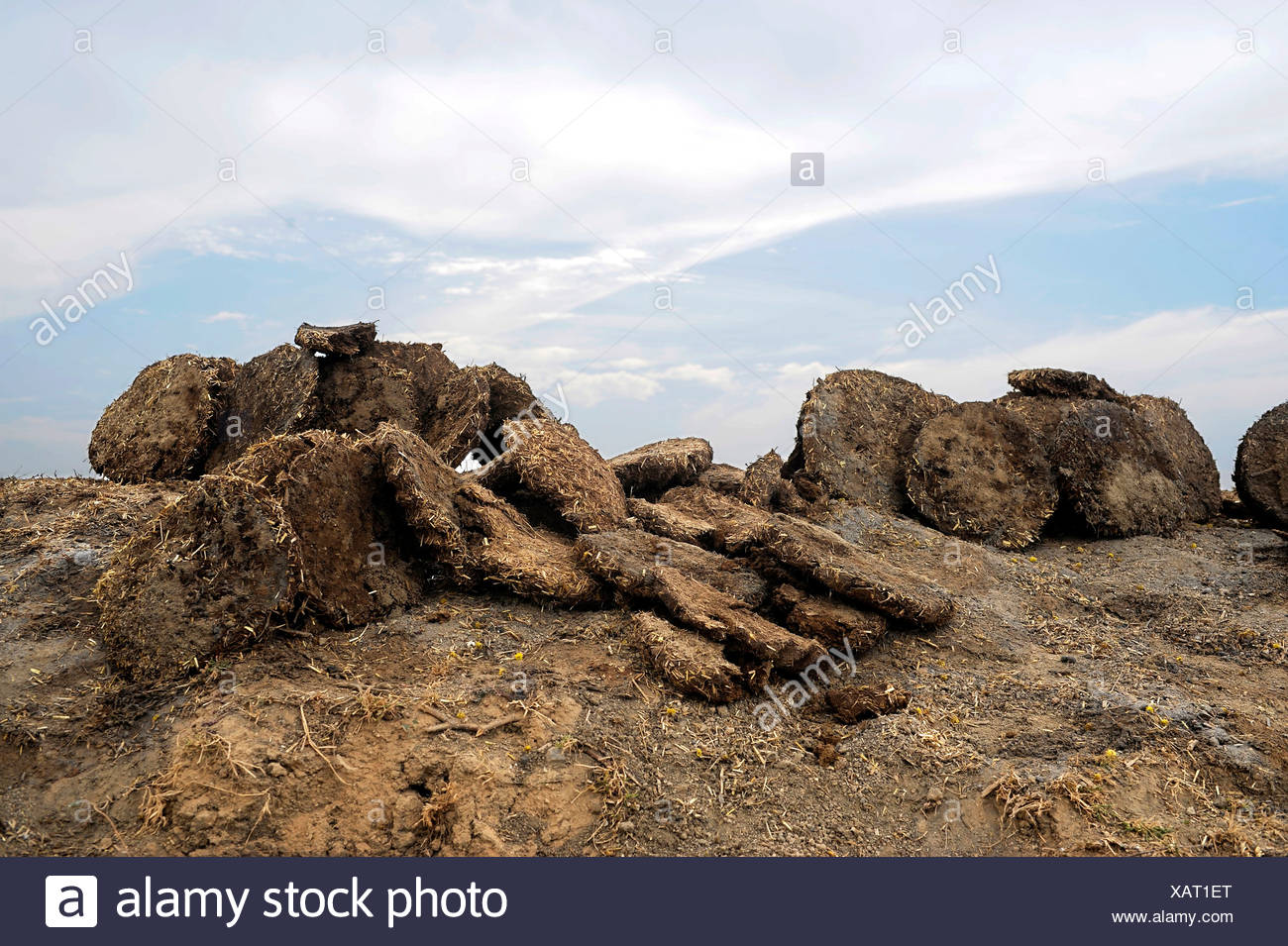 Cow Dung India High Resolution Stock Photography and Images - Alamy
