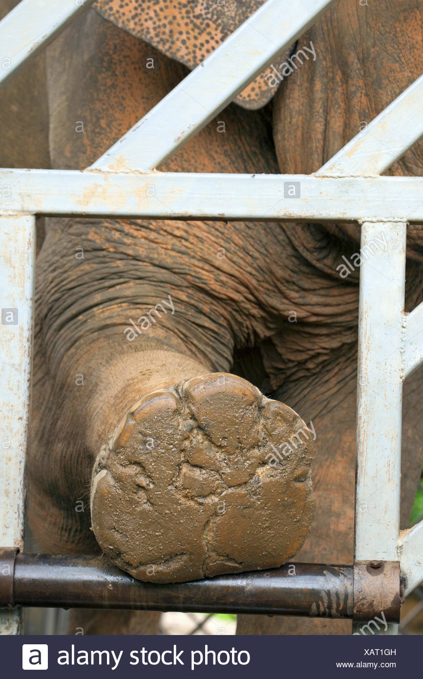 Bottom Of Elephant Foot Stock Photos & Bottom Of Elephant Foot Stock ...