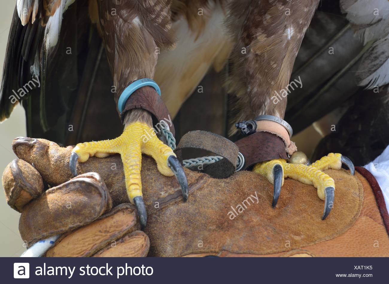 Eagle Claws Stock Photos & Eagle Claws Stock Images - Alamy