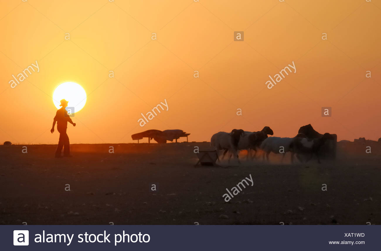Silhouette Shepherd Sheep Stock Photos & Silhouette Shepherd Sheep ...