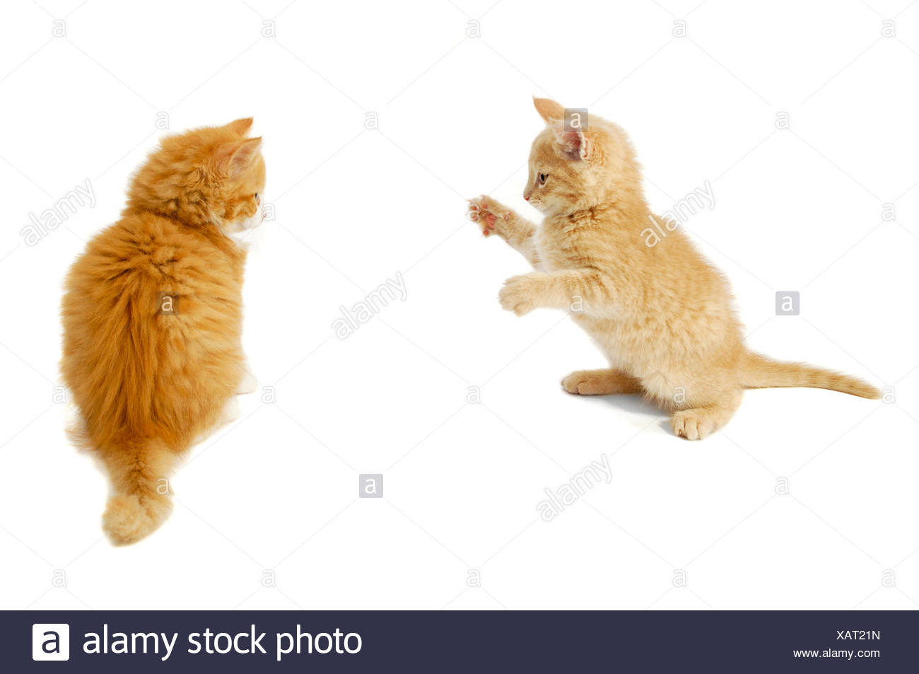 Romping Cat High Resolution Stock Photography and Images - Alamy