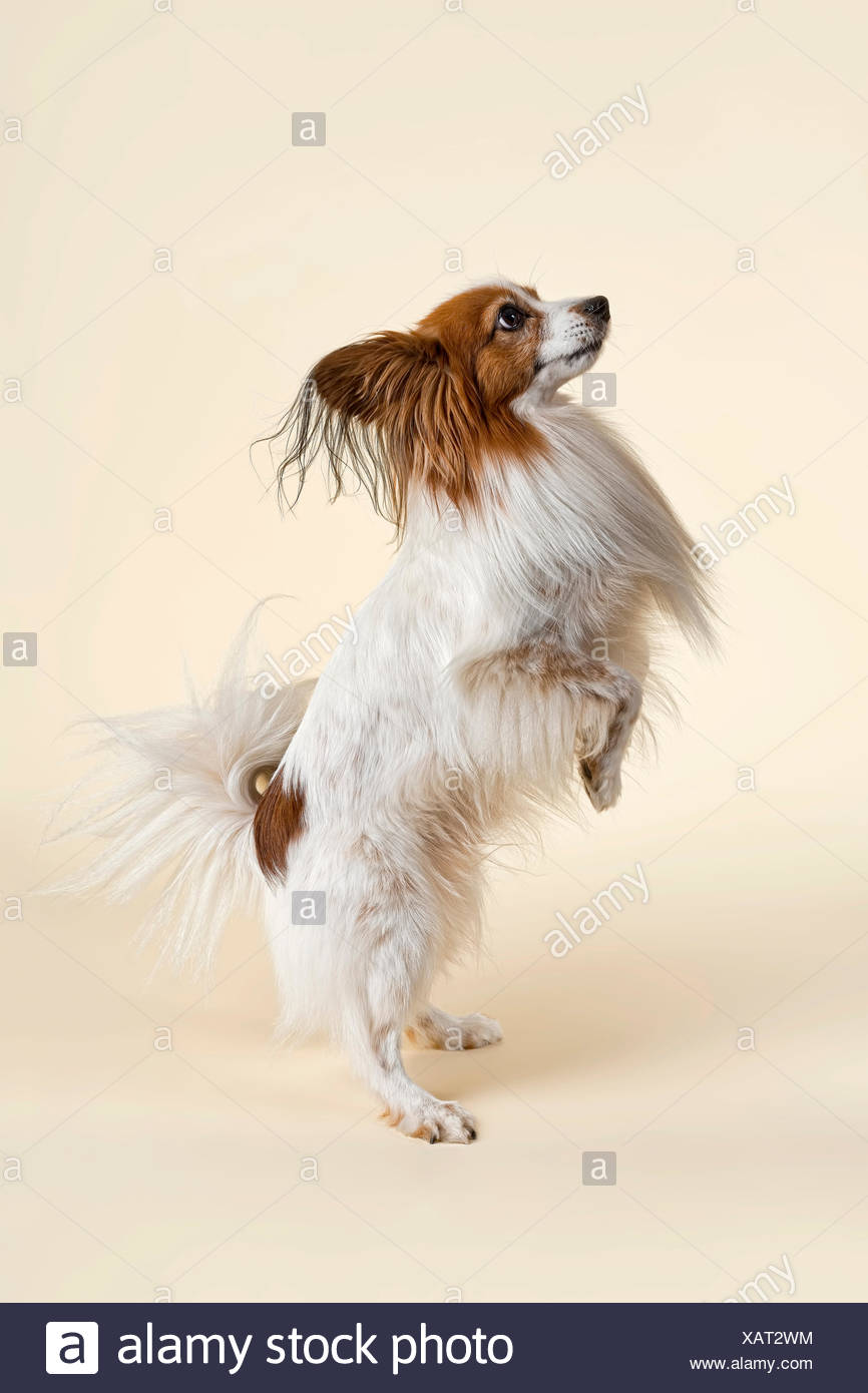 Dog Breeds Papillon High Resolution Stock Photography and Images - Alamy