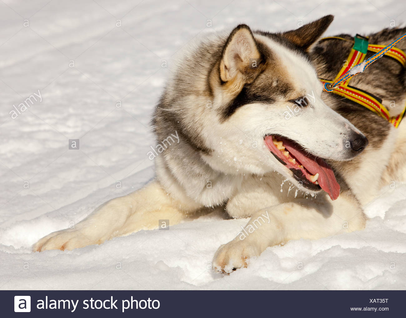 Lead Sled High Resolution Stock Photography and Images - Alamy
