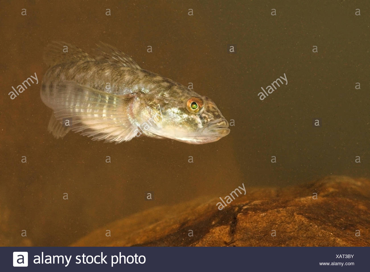Racer Goby High Resolution Stock Photography and Images - Alamy