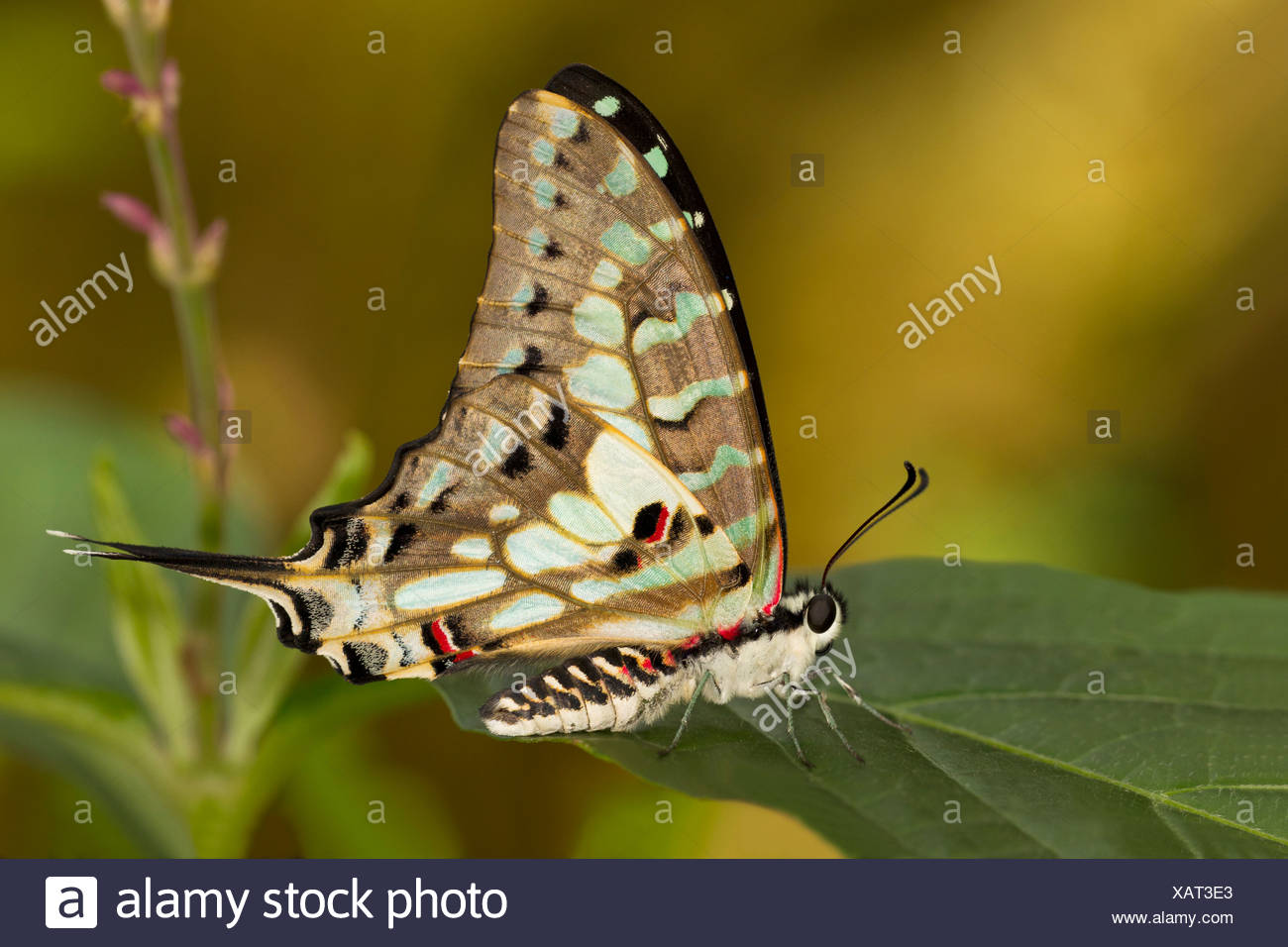 Swordtail Butterfly Stock Photos & Swordtail Butterfly Stock Images - Alamy