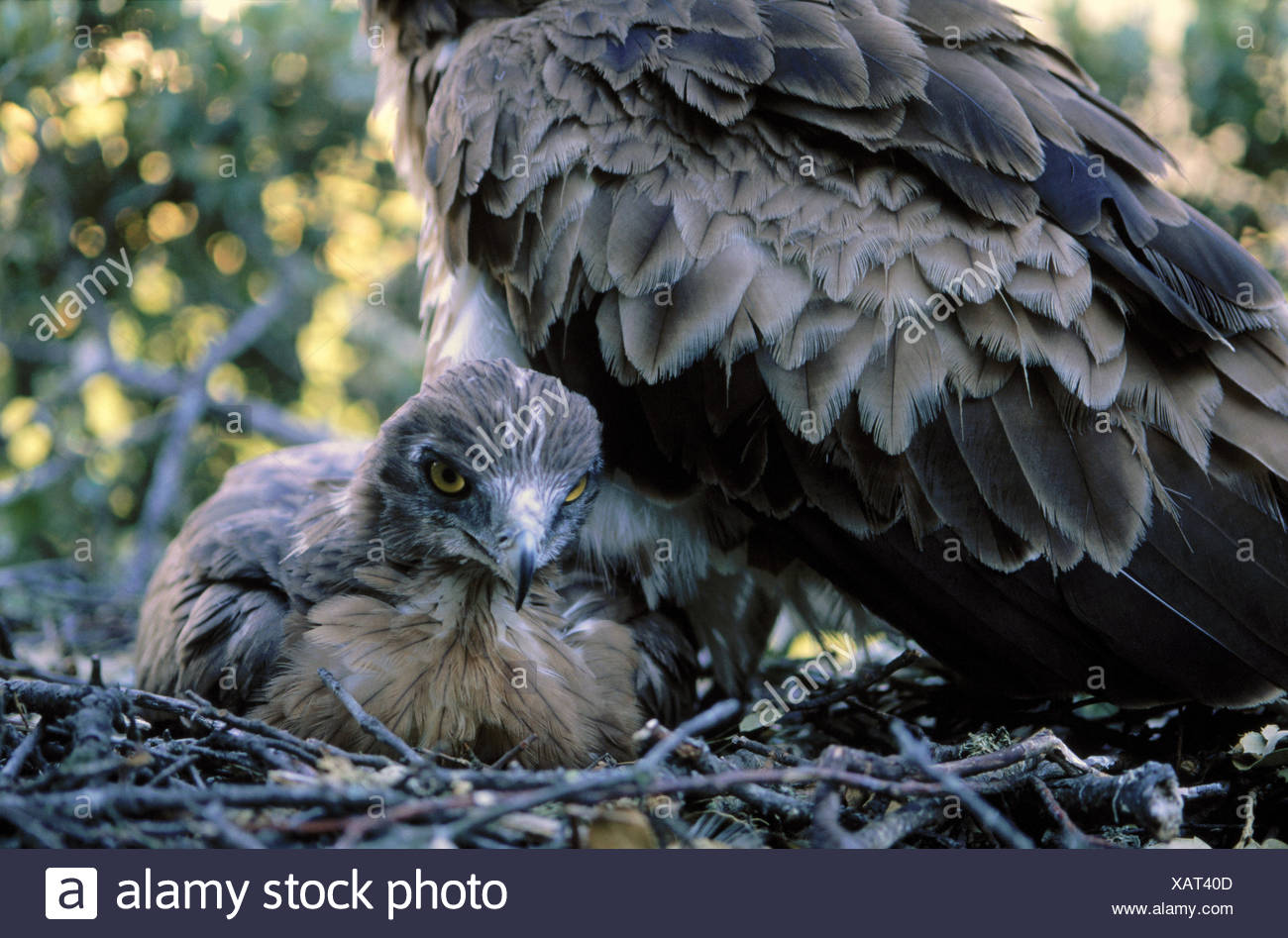 Eagle Eating Snake High Resolution Stock Photography and Images - Alamy