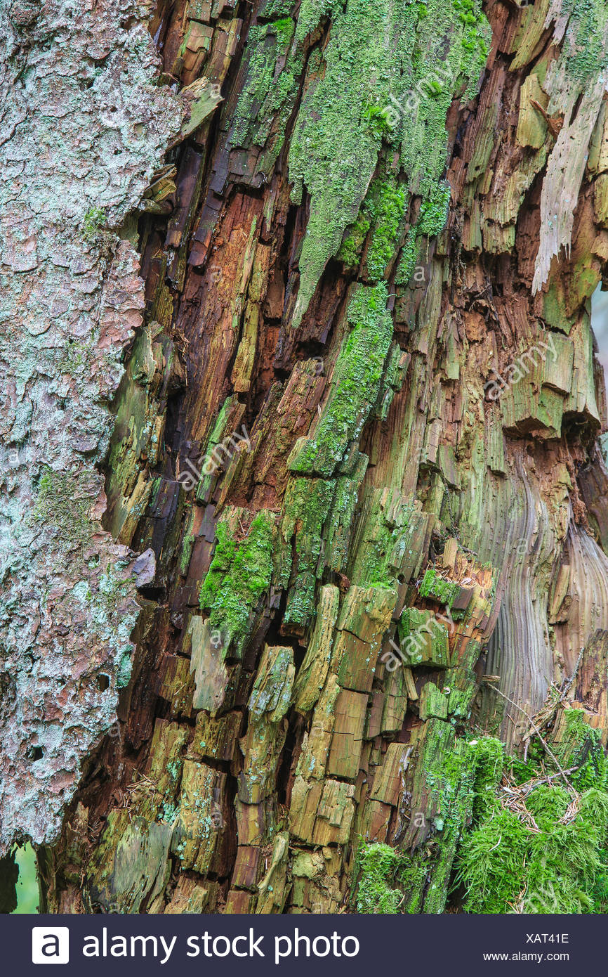 Norway Spruce Tree Bark Picea High Resolution Stock Photography and ...
