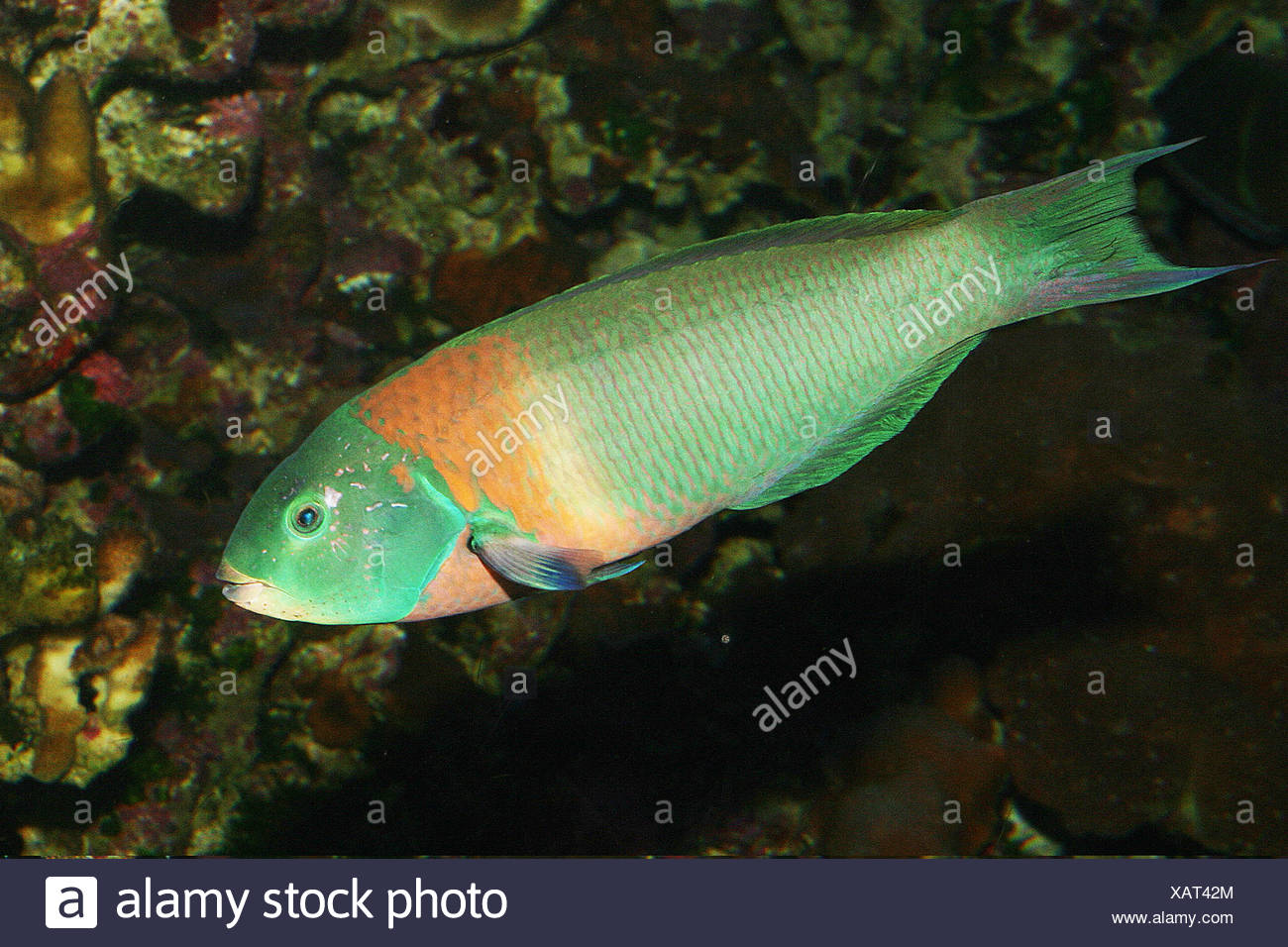 Moon Wrasse