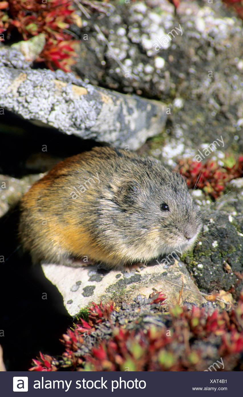 Brown Lemming High Resolution Stock Photography and Images - Alamy