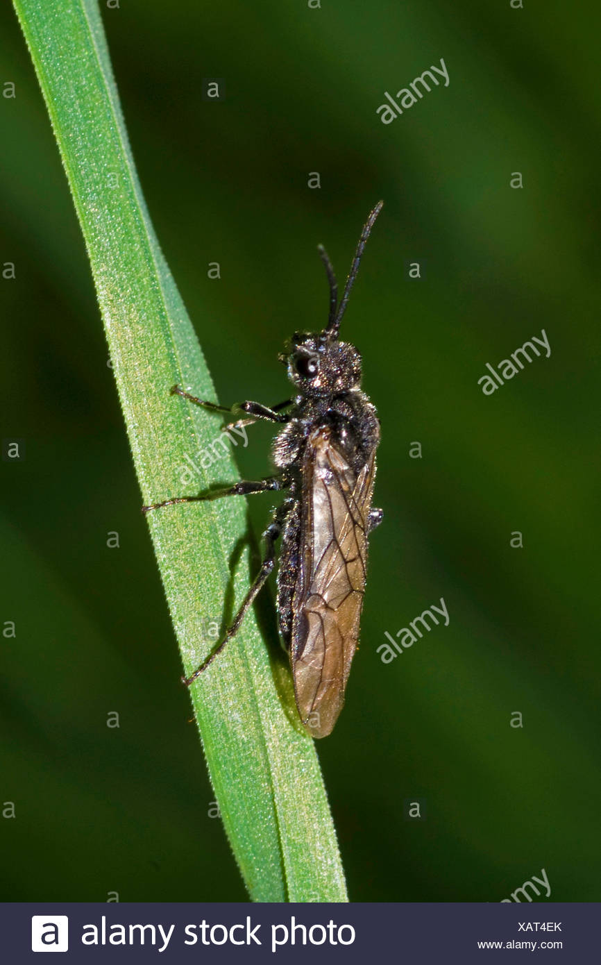 Stem Sawfly High Resolution Stock Photography and Images - Alamy