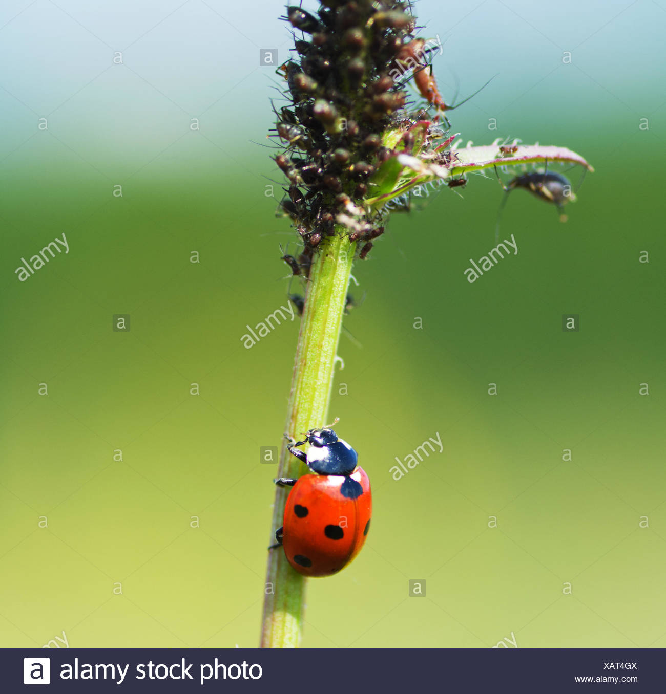 Louses High Resolution Stock Photography and Images - Alamy