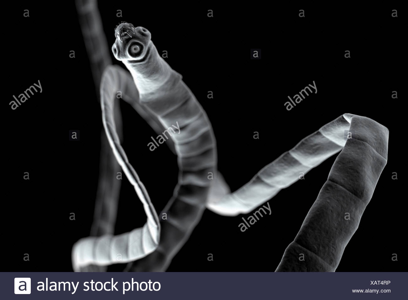 Tapeworm Scolex High Resolution Stock Photography and Images - Alamy