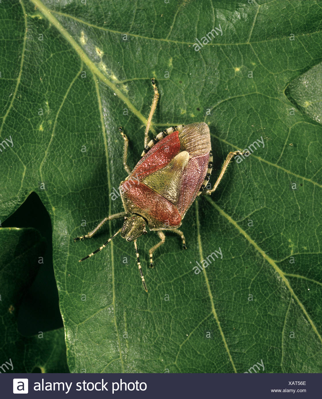 Sloe Shield Bug High Resolution Stock Photography and Images - Alamy