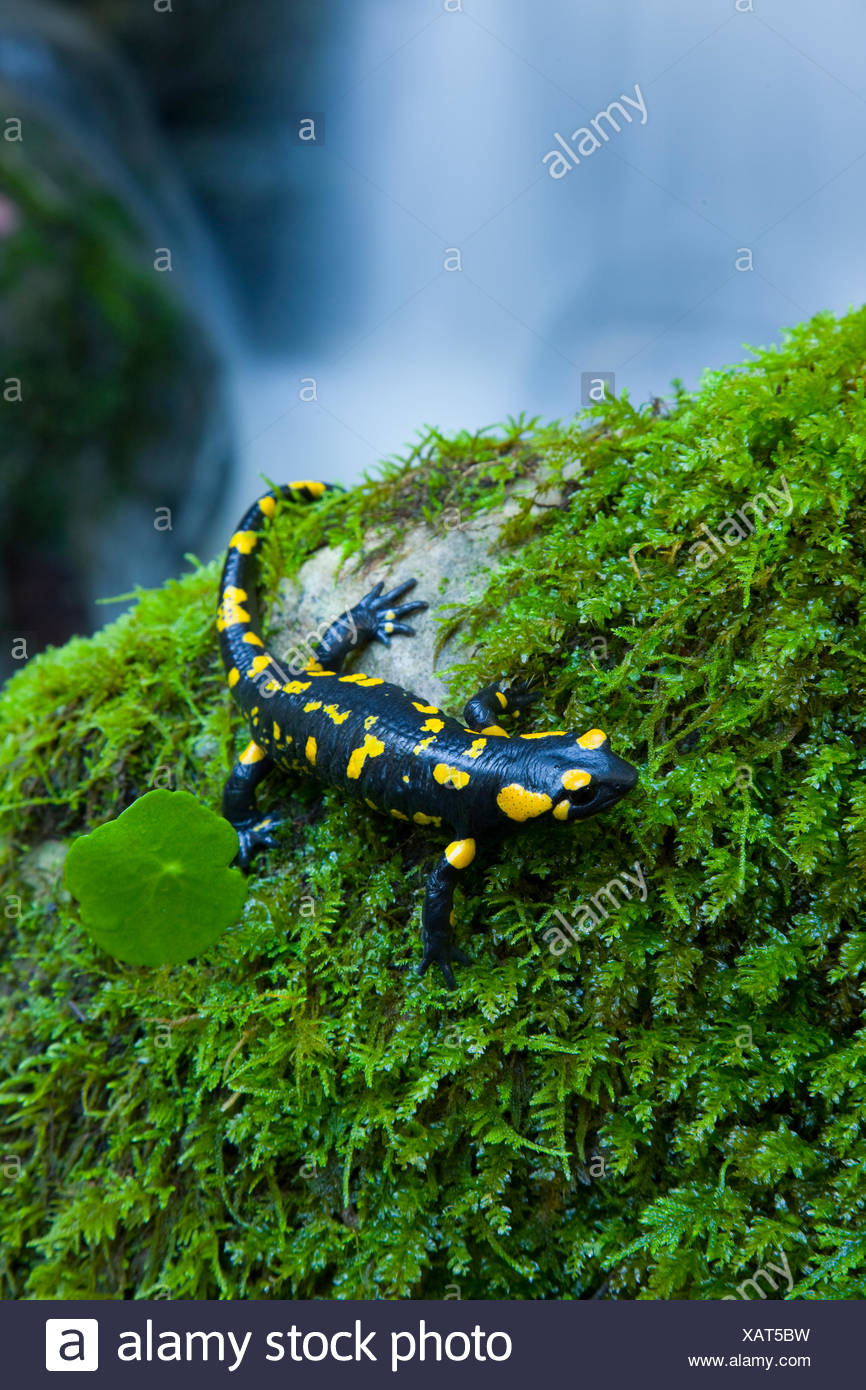 Spanish Salamanders High Resolution Stock Photography and Images - Alamy