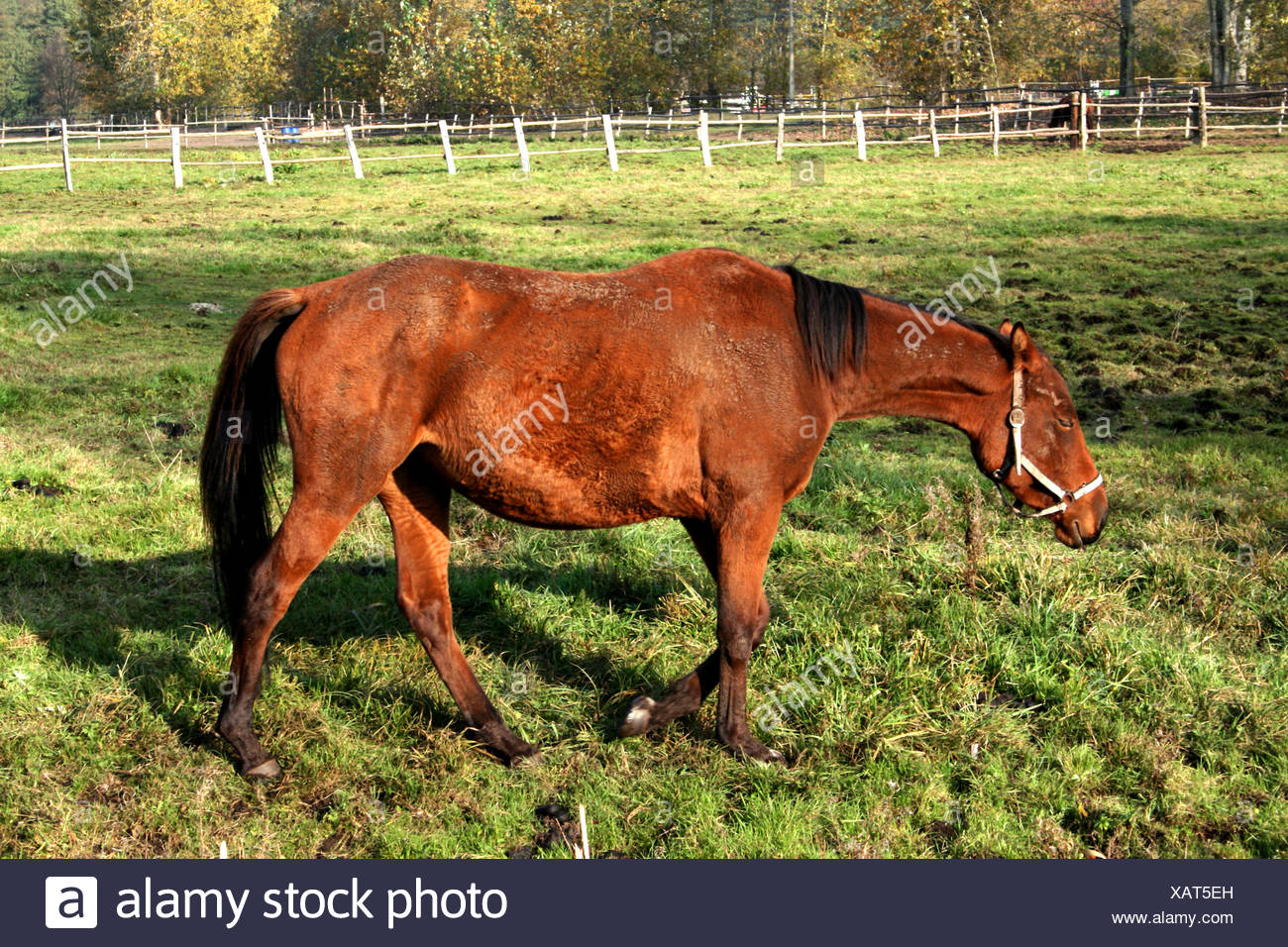 Deckhengst High Resolution Stock Photography and Images - Alamy