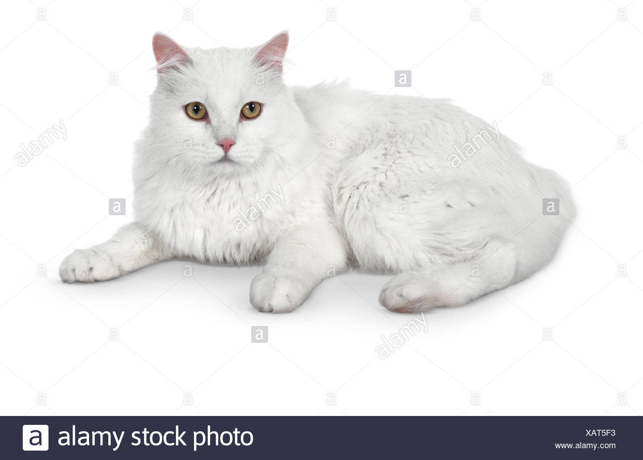 Short Forelegs High Resolution Stock Photography and Images - Alamy