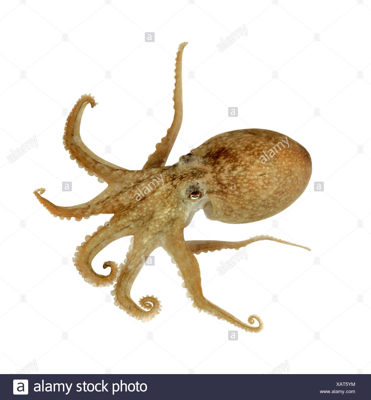 Octopus Stock Photos & Octopus Stock Images - Alamy