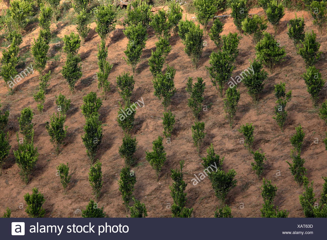 Burma Tea Plantation High Resolution Stock Photography and Images - Alamy