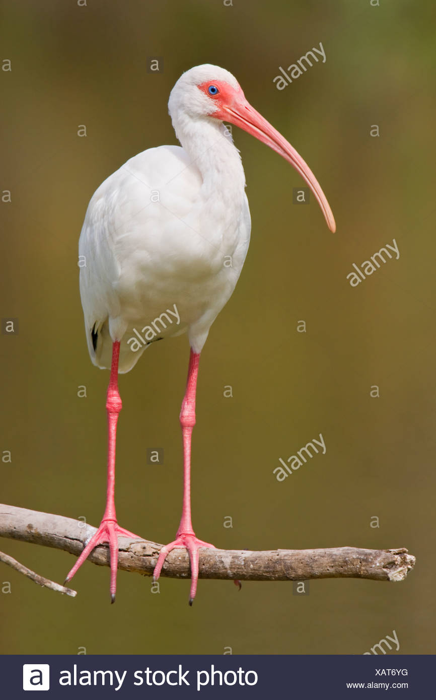 American Ibis High Resolution Stock Photography and Images - Alamy