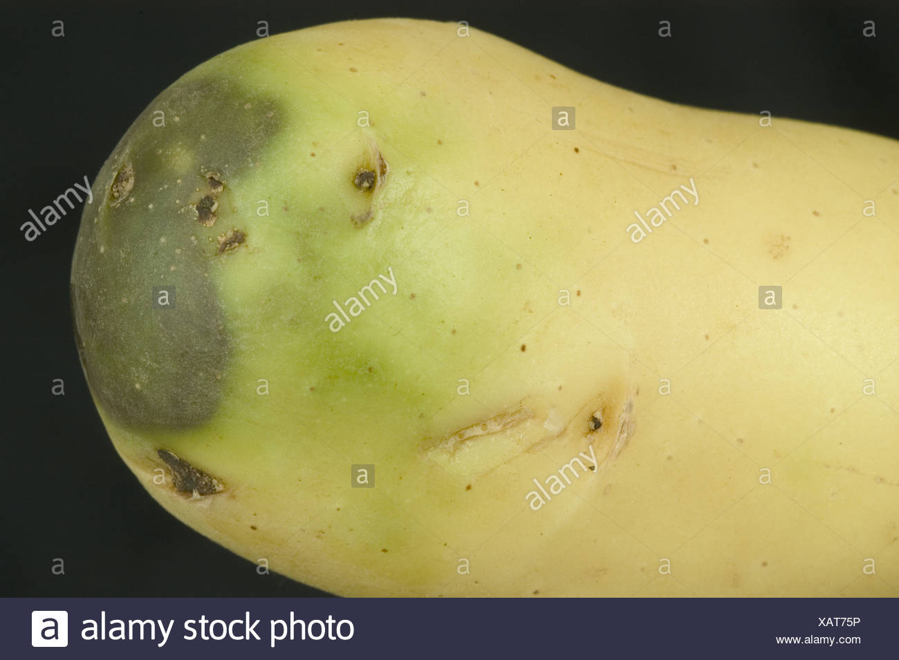 Solanine Potato High Resolution Stock Photography and Images - Alamy