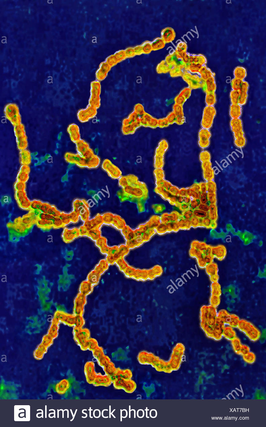 Streptococcus Bacteria High Resolution Stock Photography and Images - Alamy