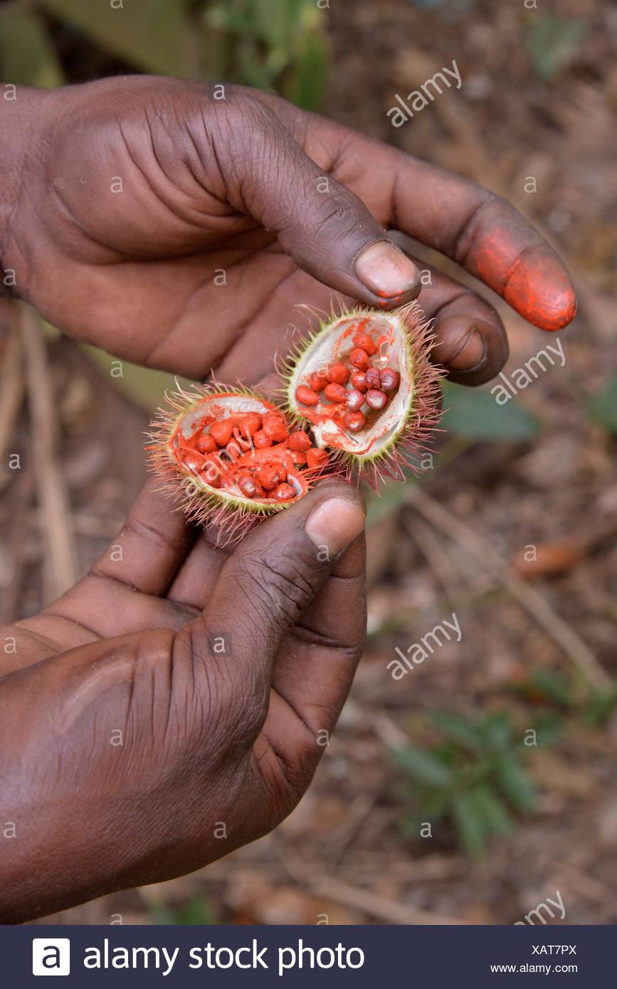 Spice Farms Zanzibar High Resolution Stock Photography and Images - Alamy