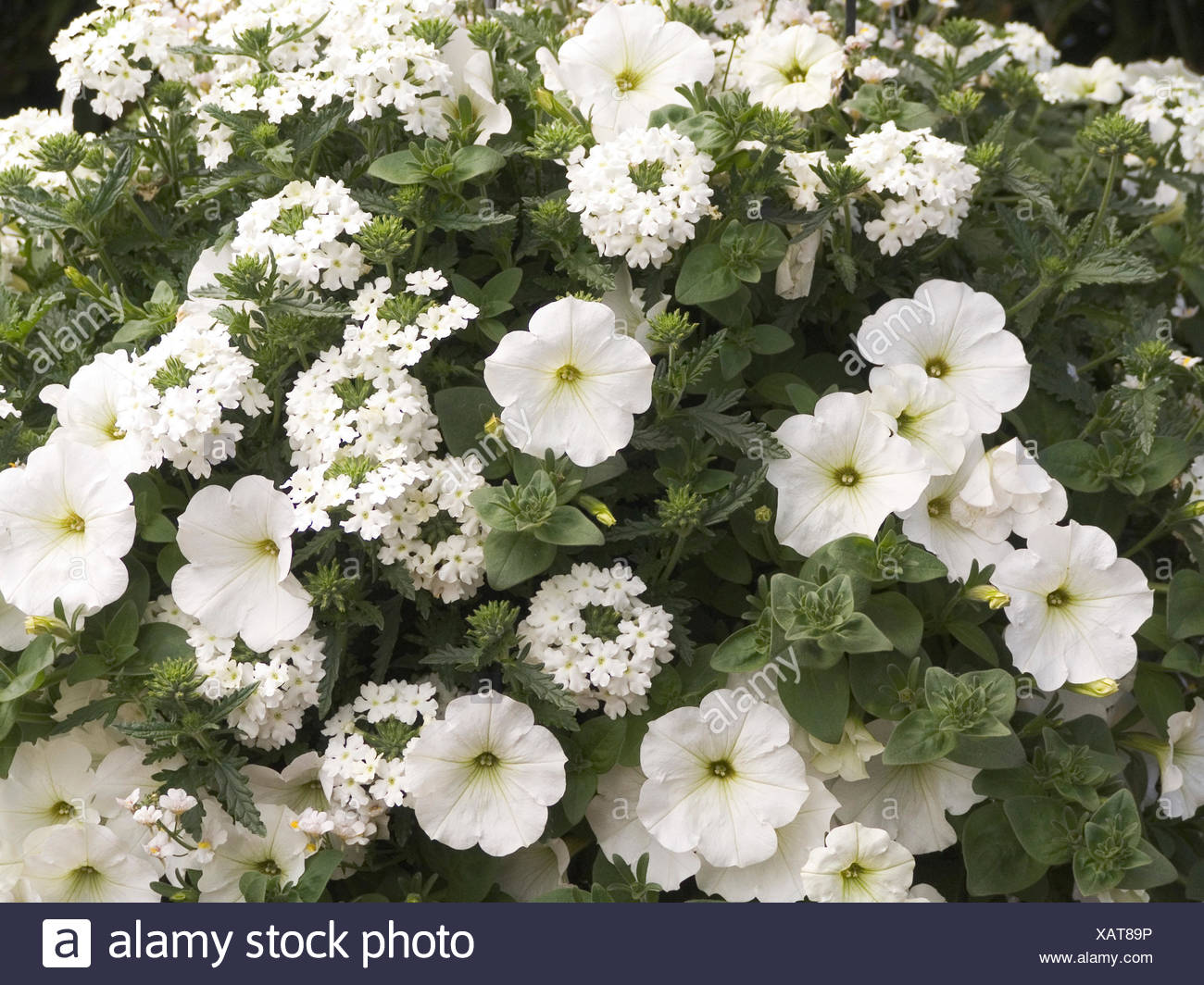 Supertunia Stock Photos & Supertunia Stock Images - Alamy