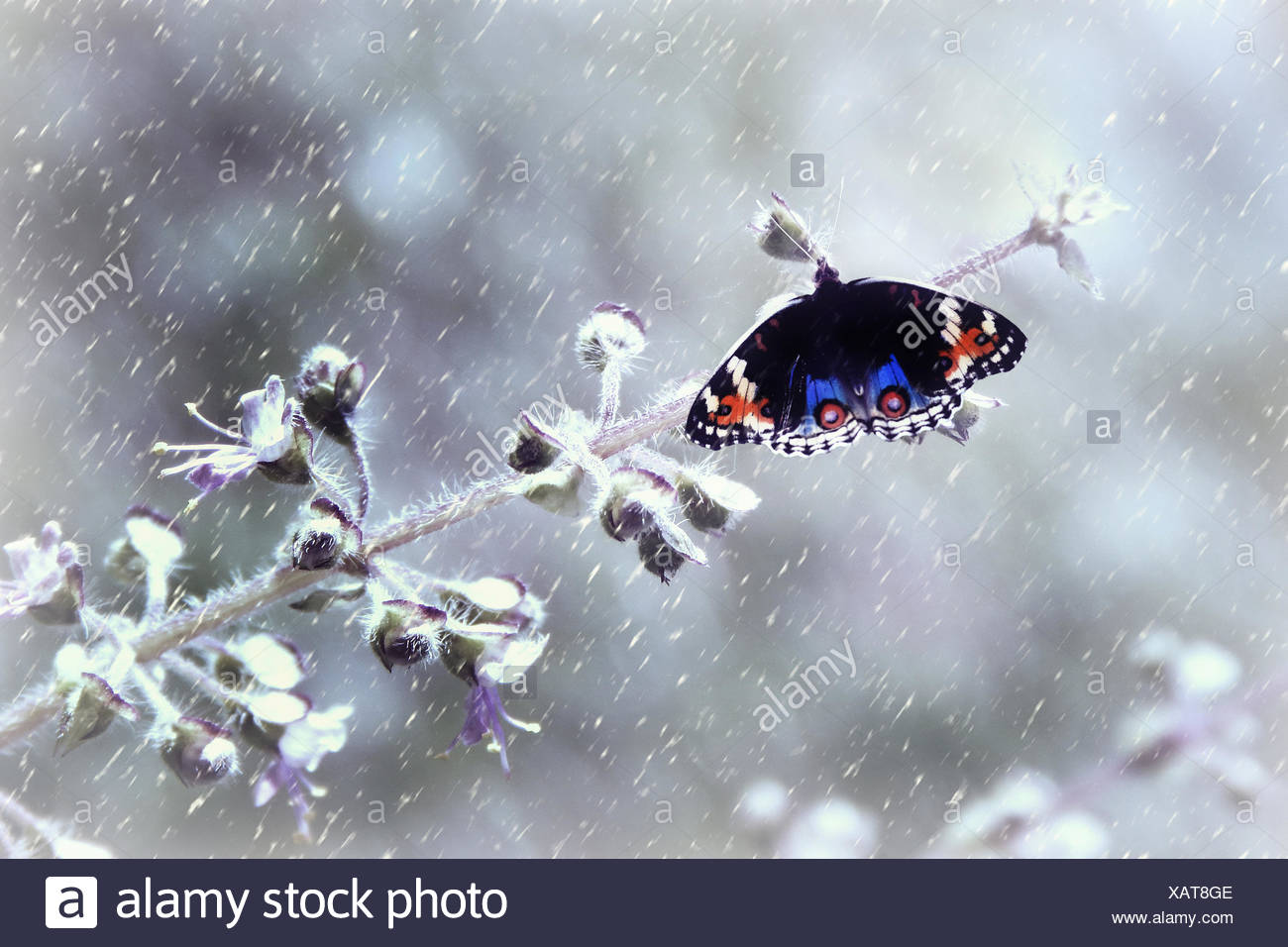 Snow Butterfly High Resolution Stock Photography and Images - Alamy