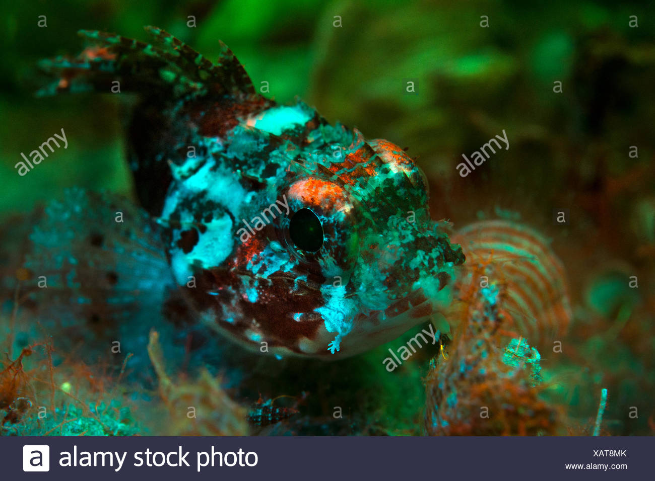 Maderensis High Resolution Stock Photography and Images - Alamy