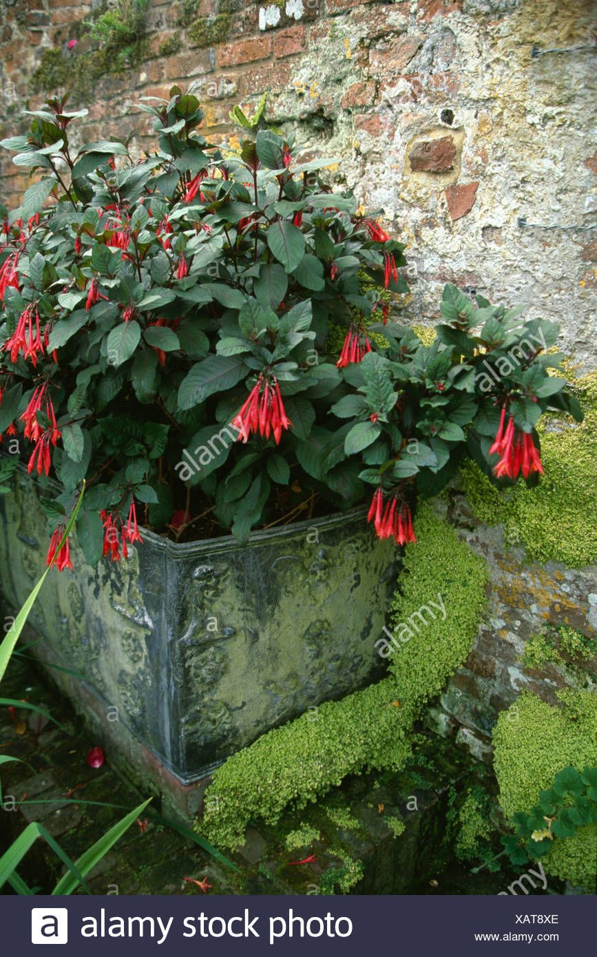 Phygelius High Resolution Stock Photography and Images - Alamy