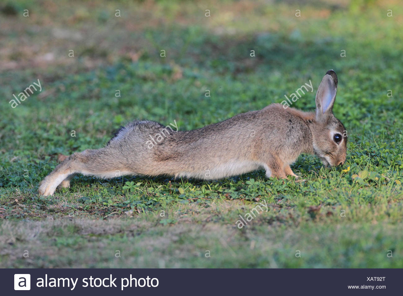 Oryctolagus Stock Photos & Oryctolagus Stock Images - Alamy