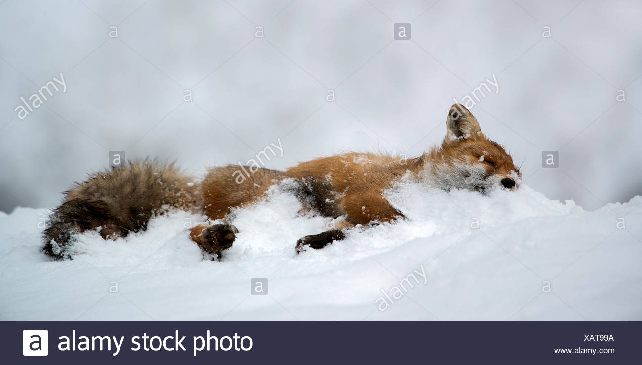Foxes Snow High Resolution Stock Photography and Images - Alamy