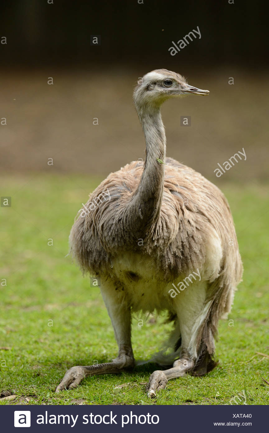 Nandu Stock Photos & Nandu Stock Images - Alamy