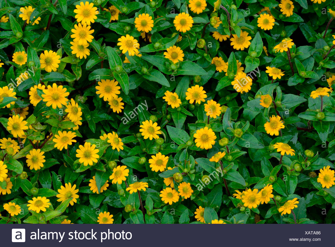 Creeping Zinnia Flower High Resolution Stock Photography and Images - Alamy
